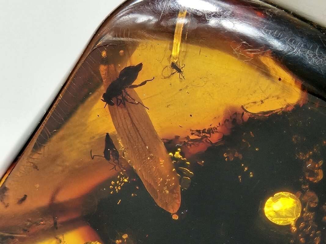 Big amber insect incusion in real gemstone Amber stone - amberlithuania.com